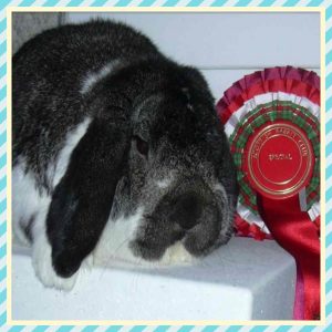 German Lop Rabbits at Regalops Stud in Edinburgh, Scotland